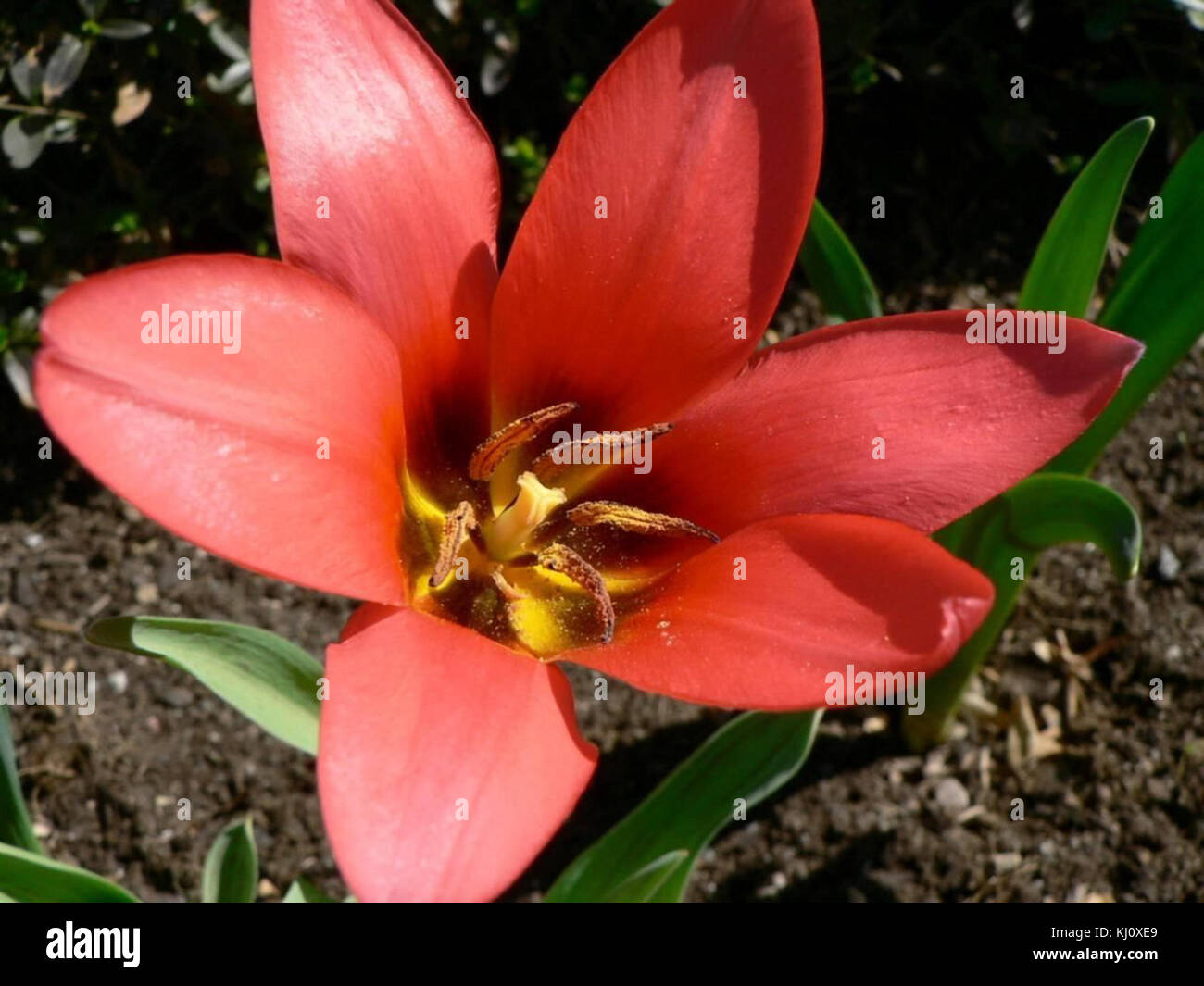 Flower with nectar Stock Photo - Alamy