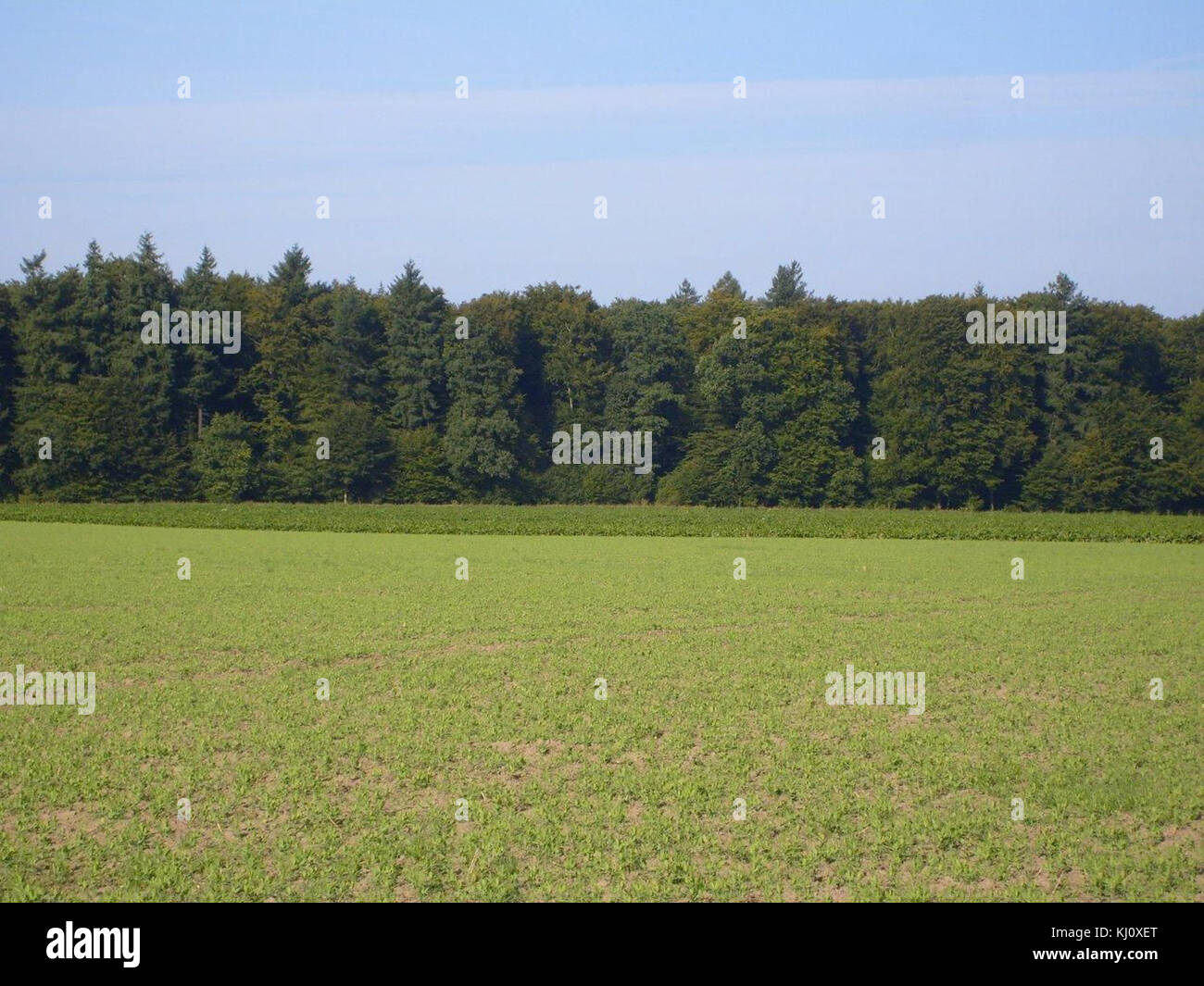 This image showcases a forest landscape, focusing on the natural ...
