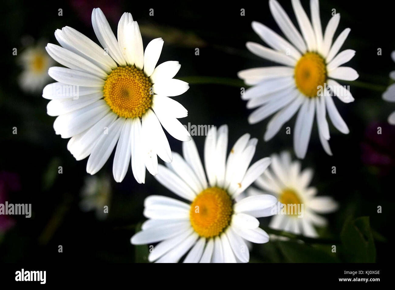 Sharp definition hi-res stock photography and images - Alamy