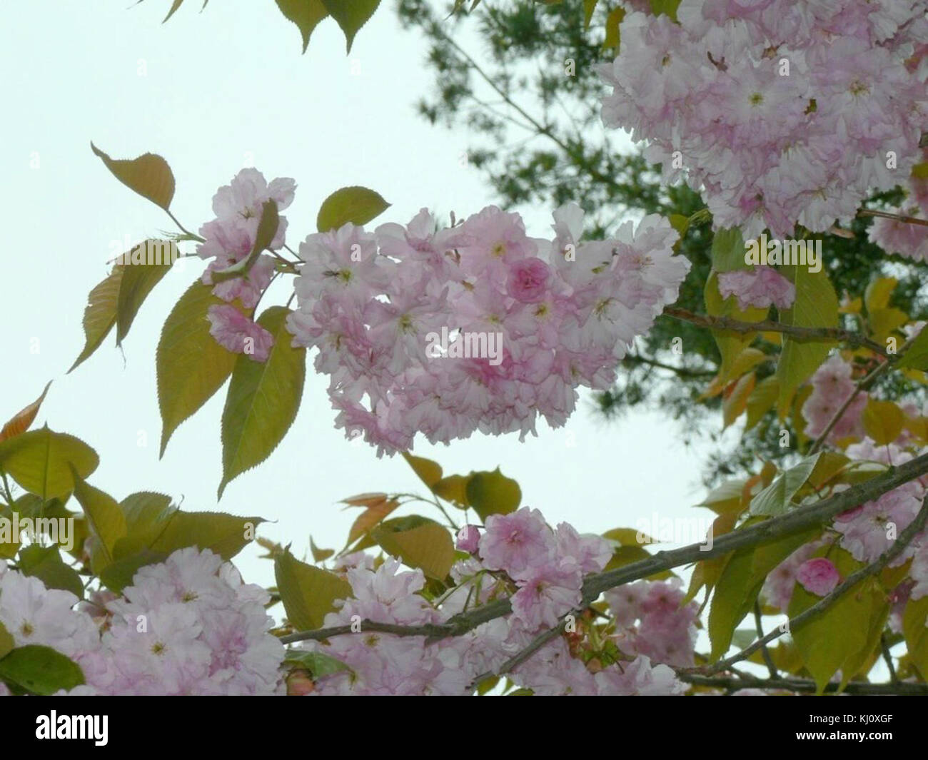 Flowers on tree Stock Photo - Alamy
