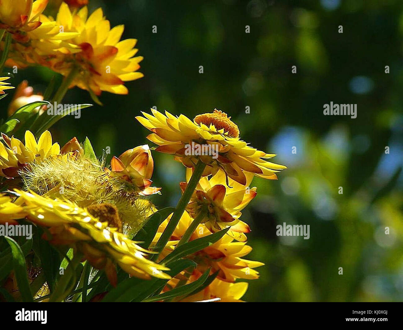 Flowers on grass Stock Photo - Alamy