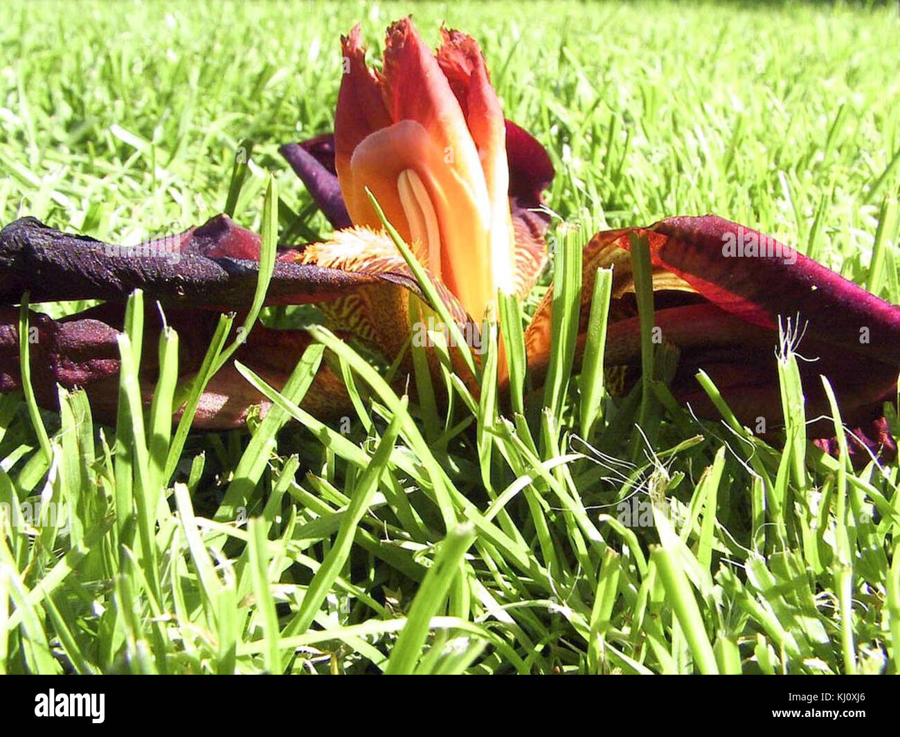 Flower in grass Stock Photo - Alamy