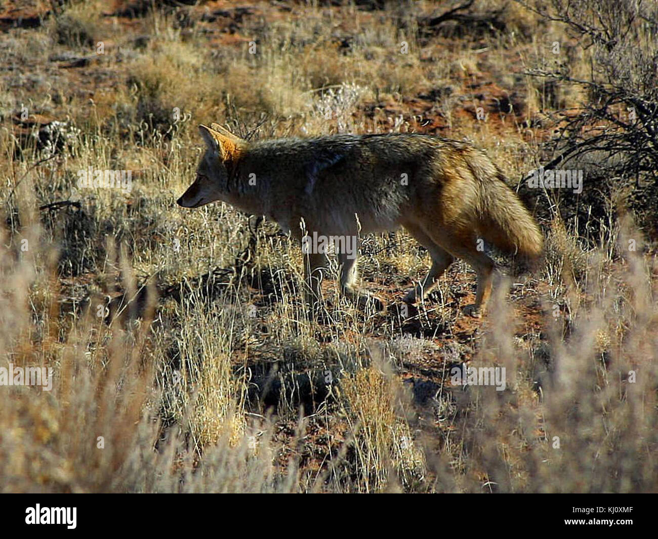 Foxes coyotes wild anilmal in field Stock Photo - Alamy