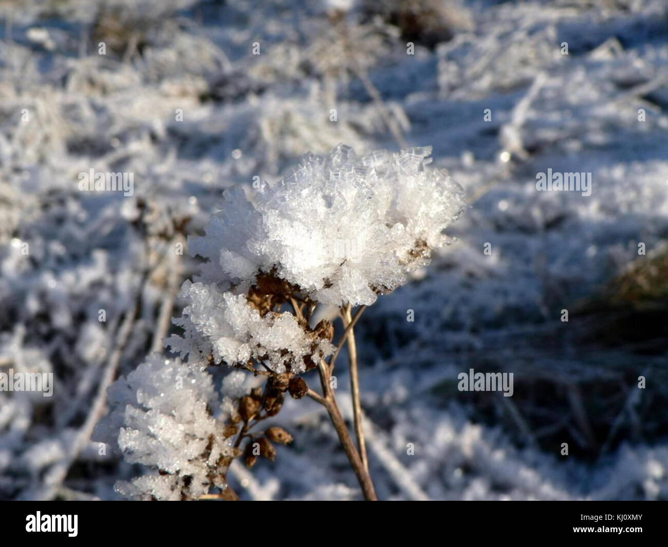 Frost nature landscape Stock Photo - Alamy