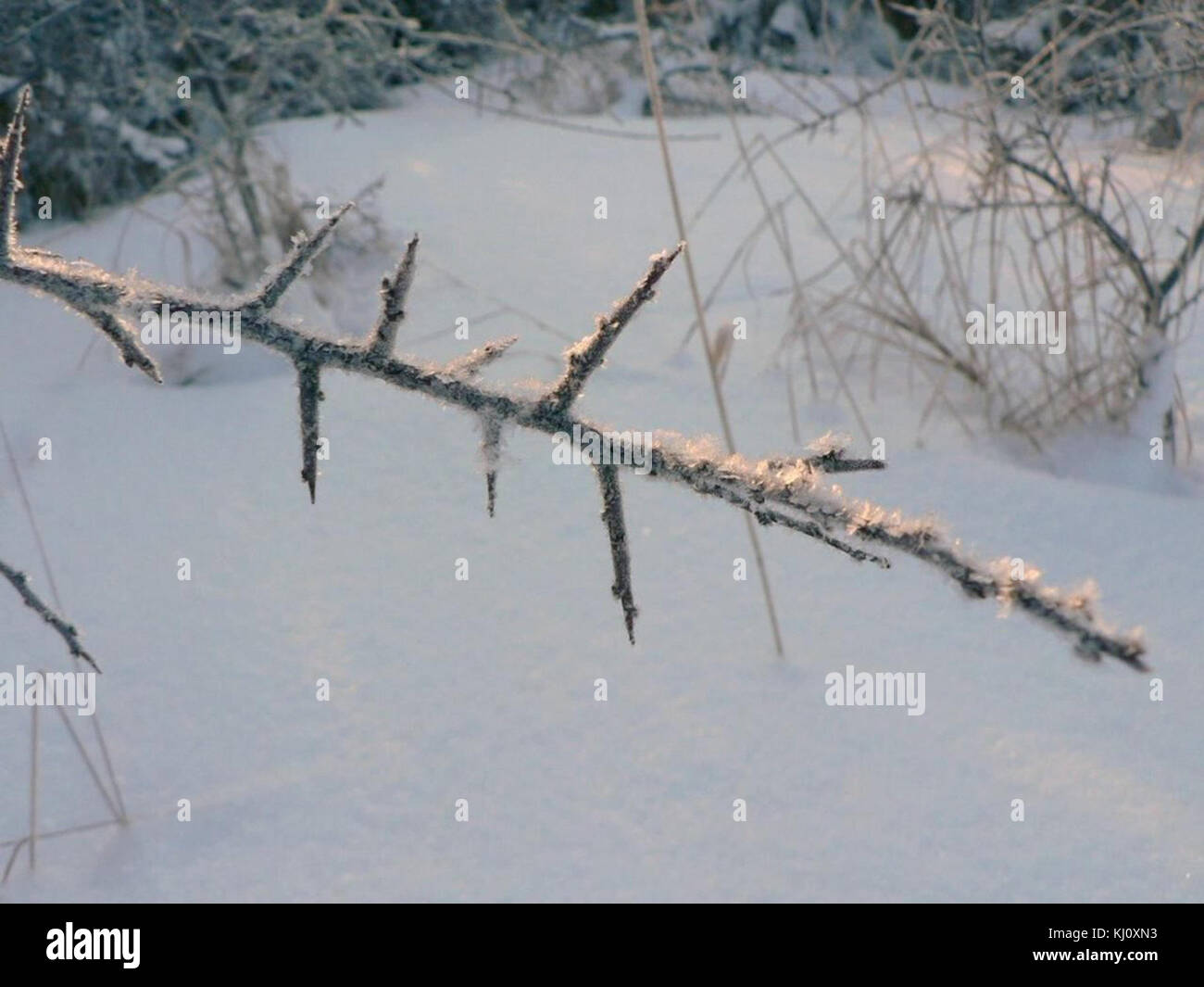 Frostbitten hi-res stock photography and images - Alamy