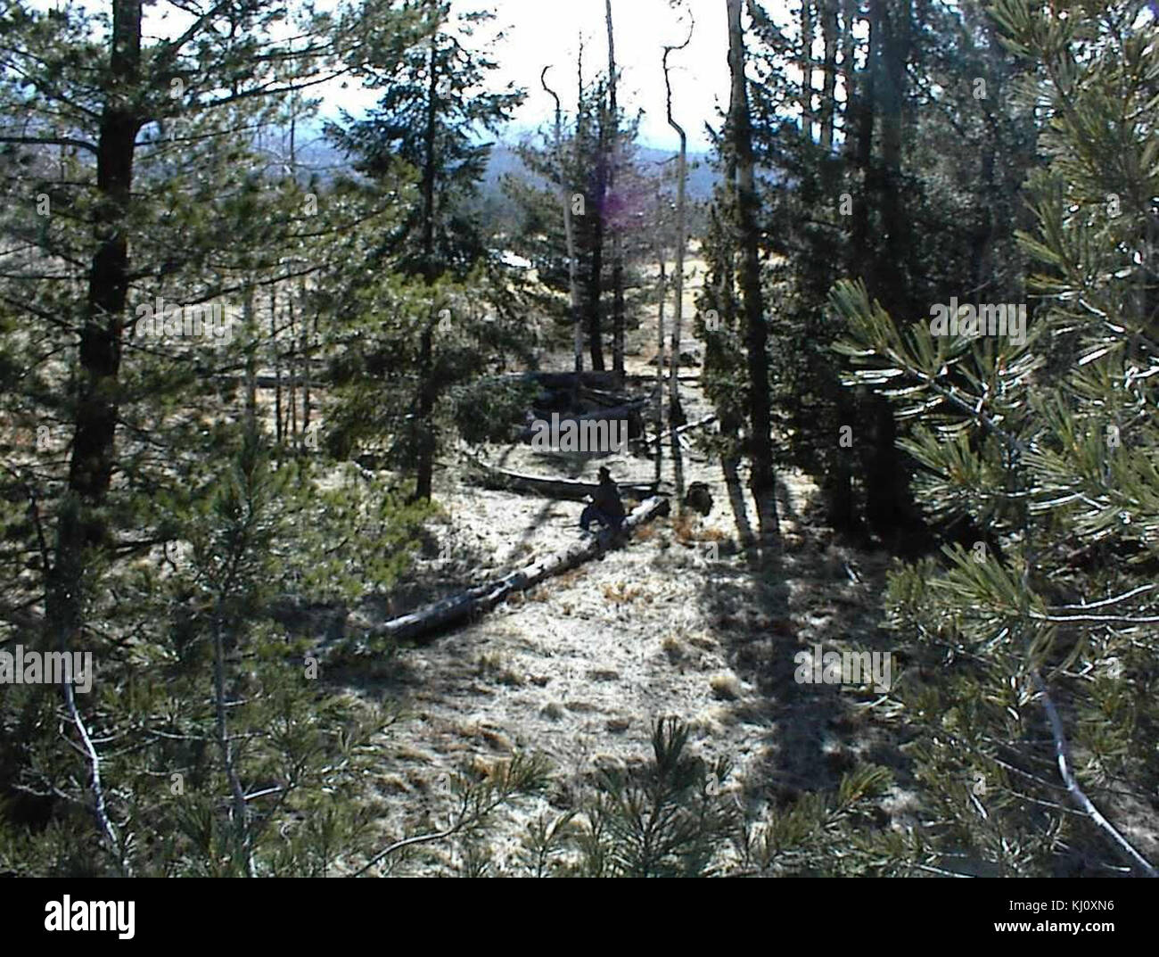 Forest from tree Stock Photo - Alamy