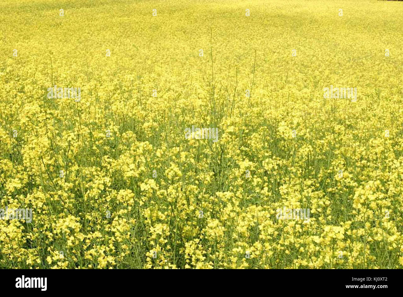 Sources of nectar hi-res stock photography and images - Alamy