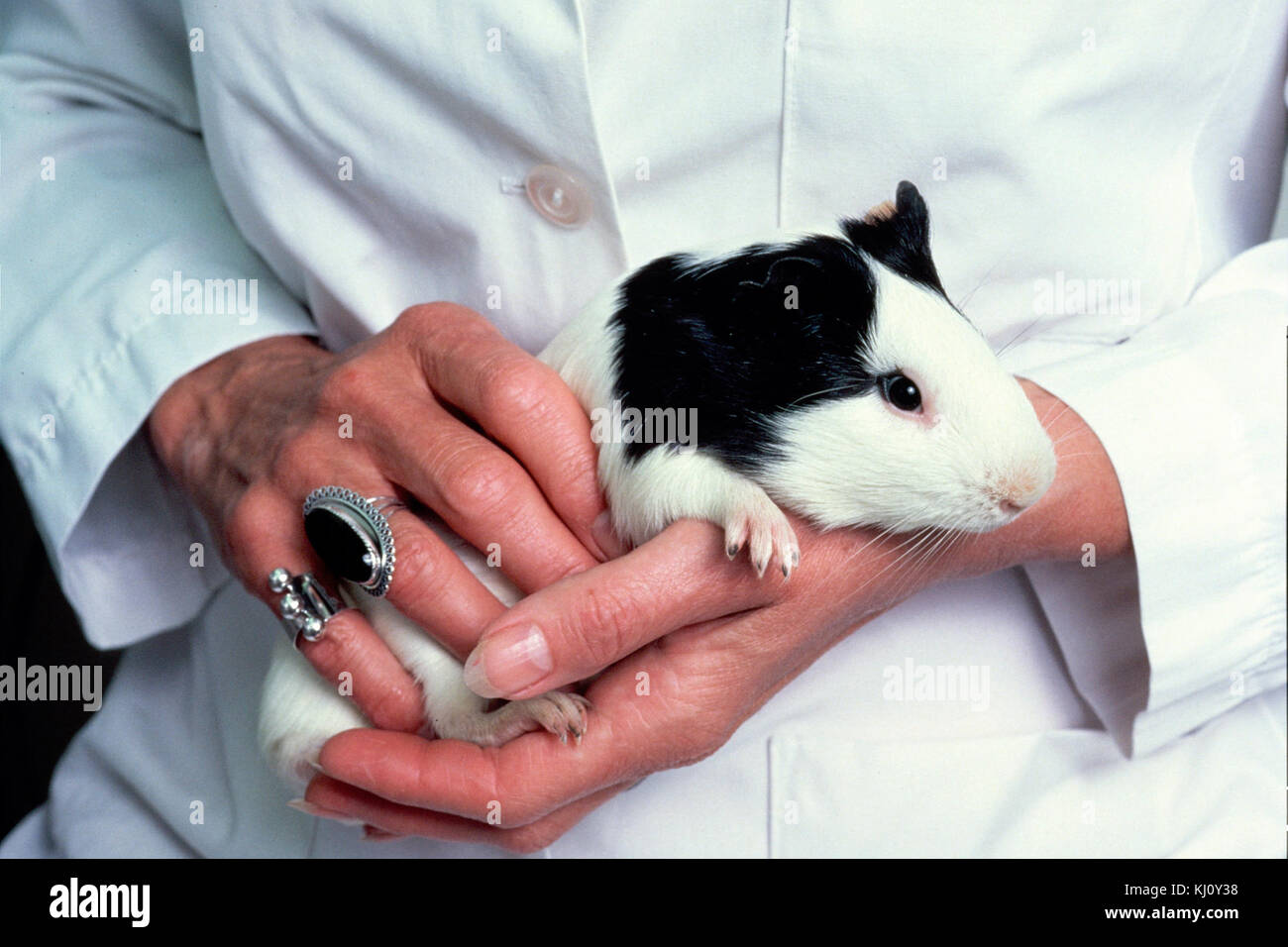 Guinea pig (2 Stock Photo - Alamy