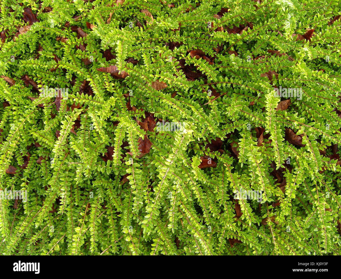 Green ground texture Stock Photo - Alamy