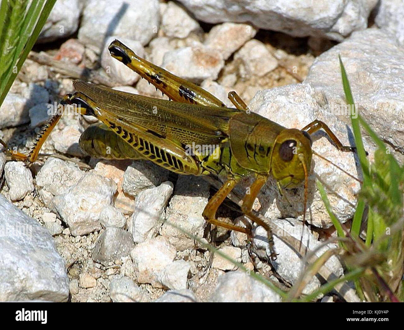 Grasshopper insect bug Stock Photo - Alamy