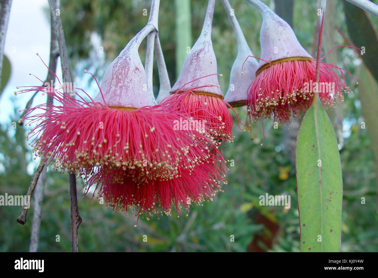 Gumnuts hi-res stock photography and images - Alamy