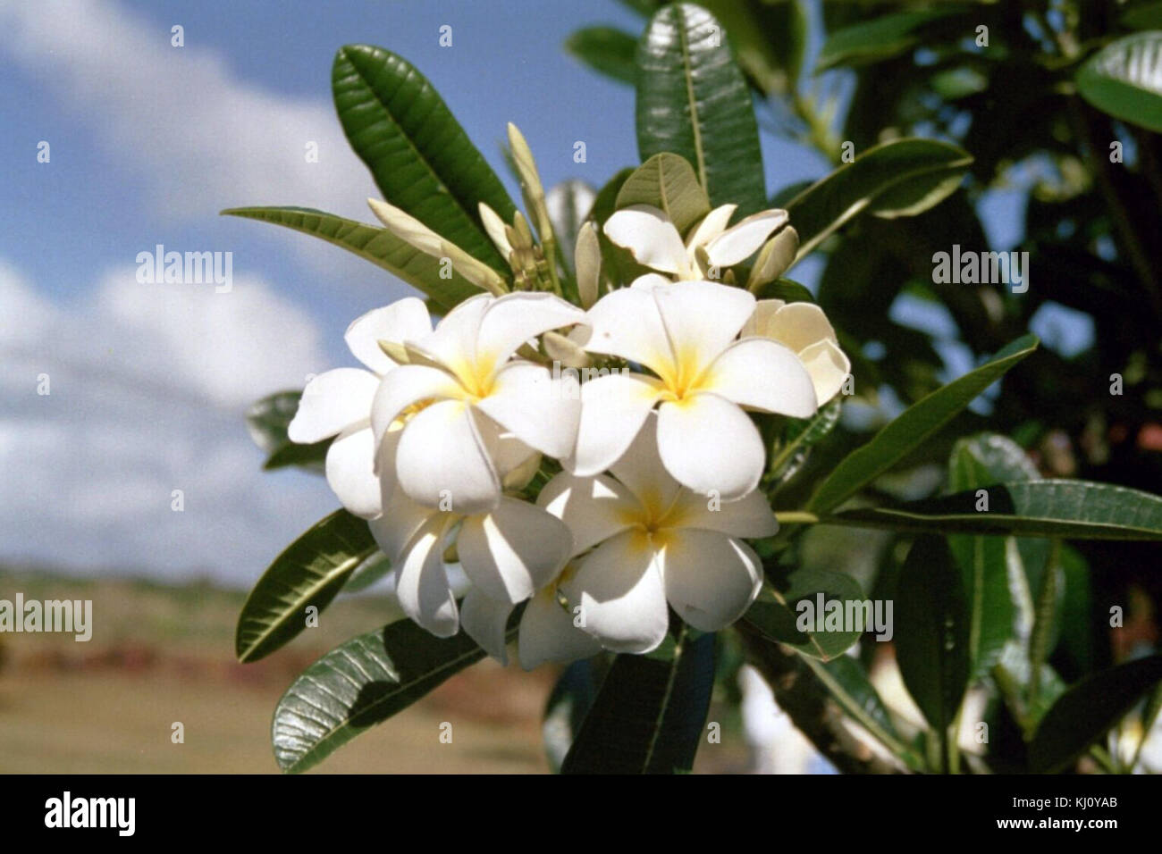 Haw plumeria hi-res stock photography and images - Alamy