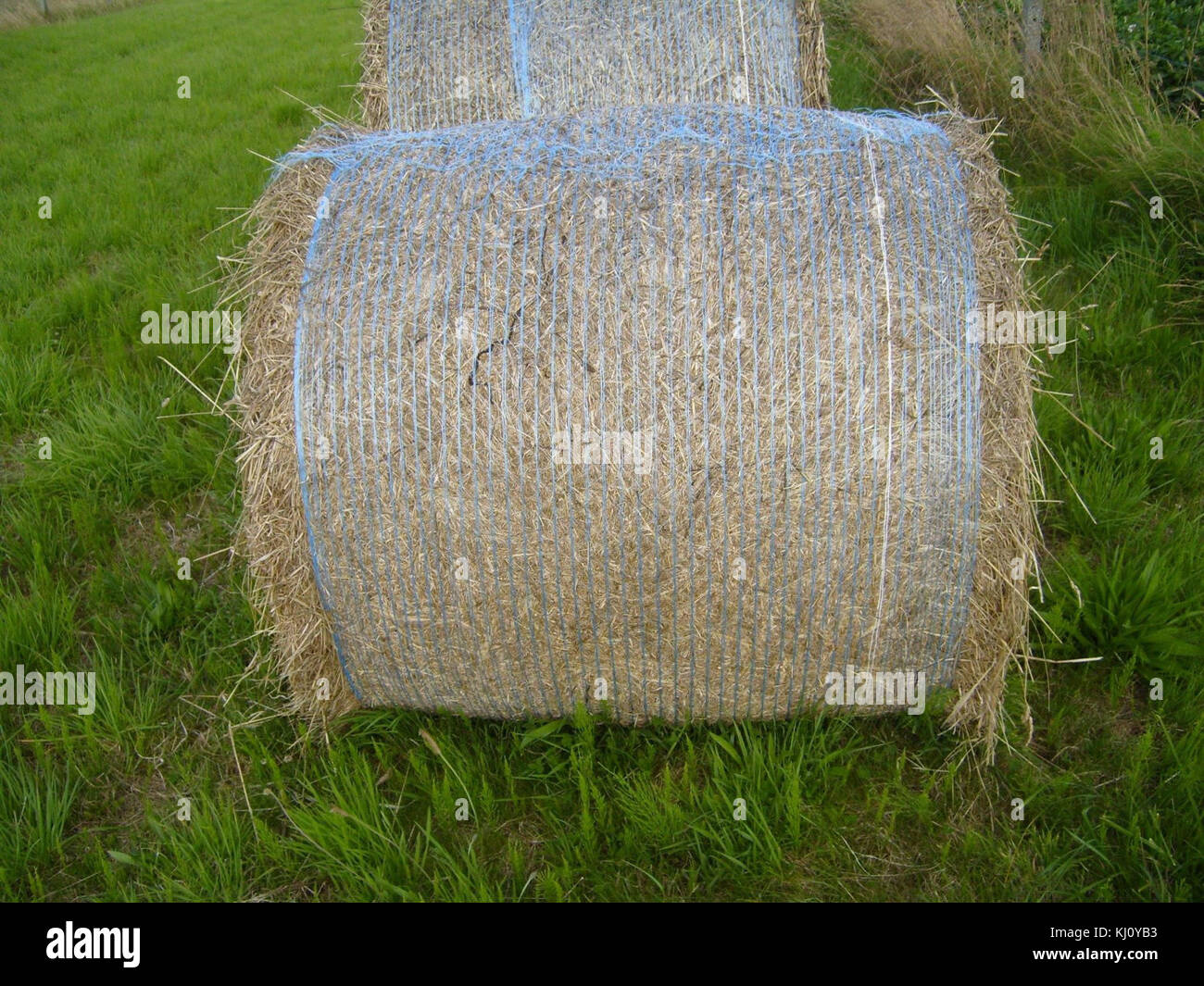 Hay roll in field Stock Photo - Alamy
