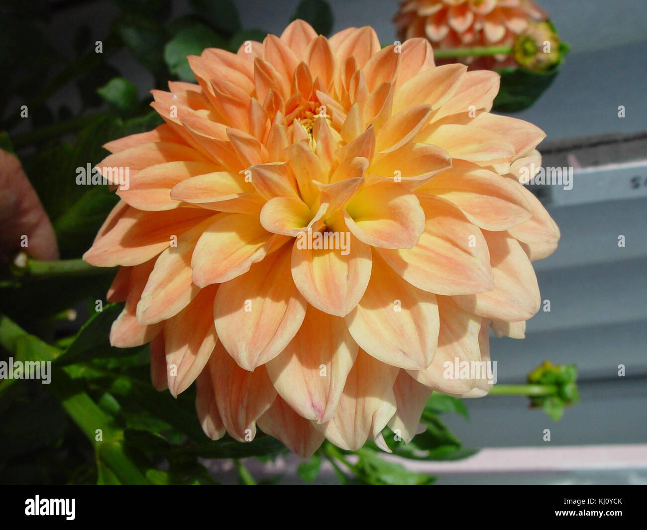 Roger flower hi-res stock photography and images - Alamy