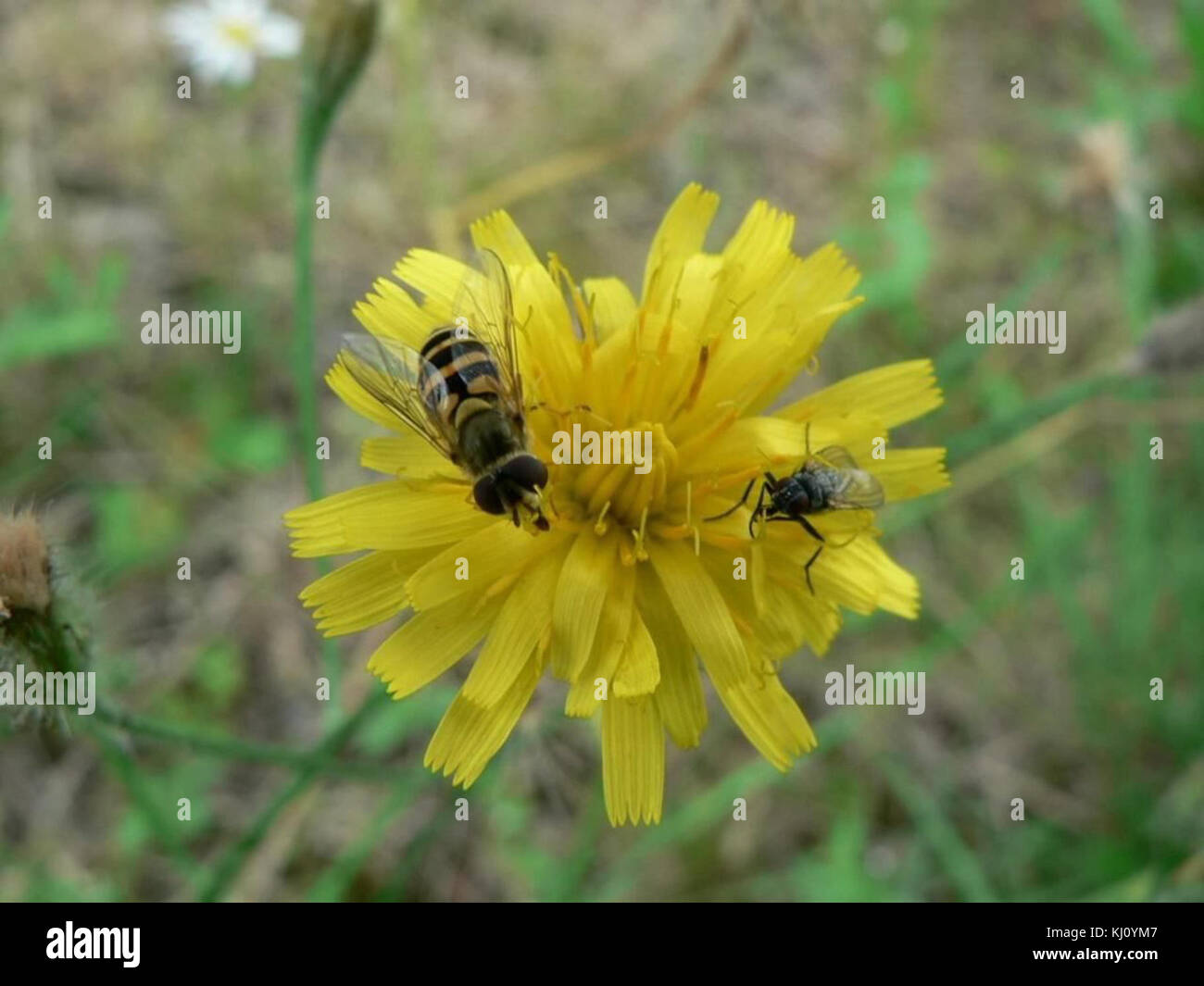 Insects on the flower hi-res stock photography and images - Alamy