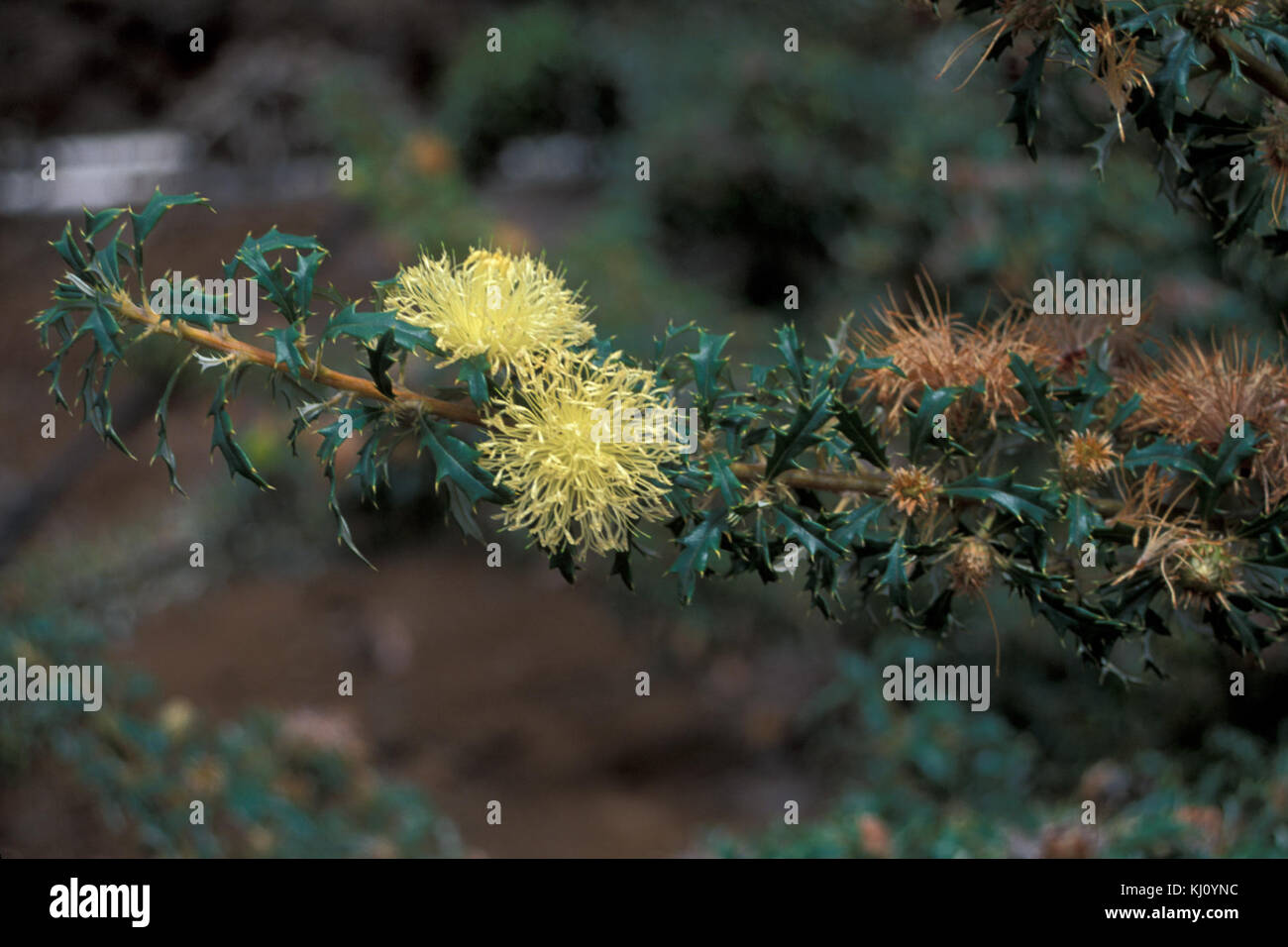 Isopogon formosus hi-res stock photography and images - Alamy