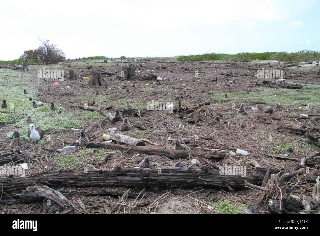 Large area of tsunami debris Stock Photo - Alamy