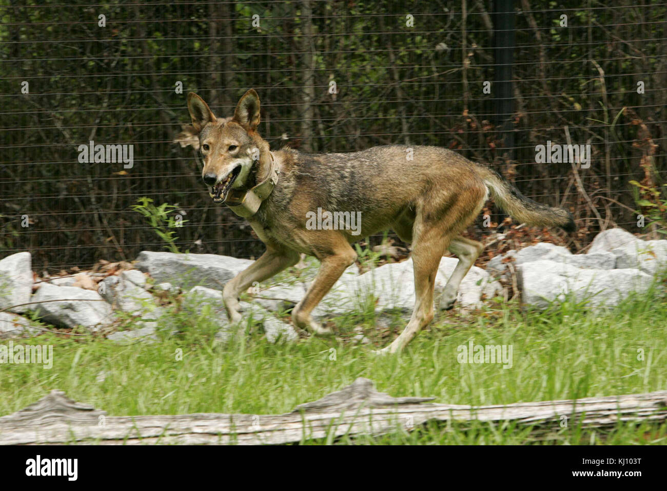 Endangered red wolf canis rufus hi-res stock photography and images - Alamy