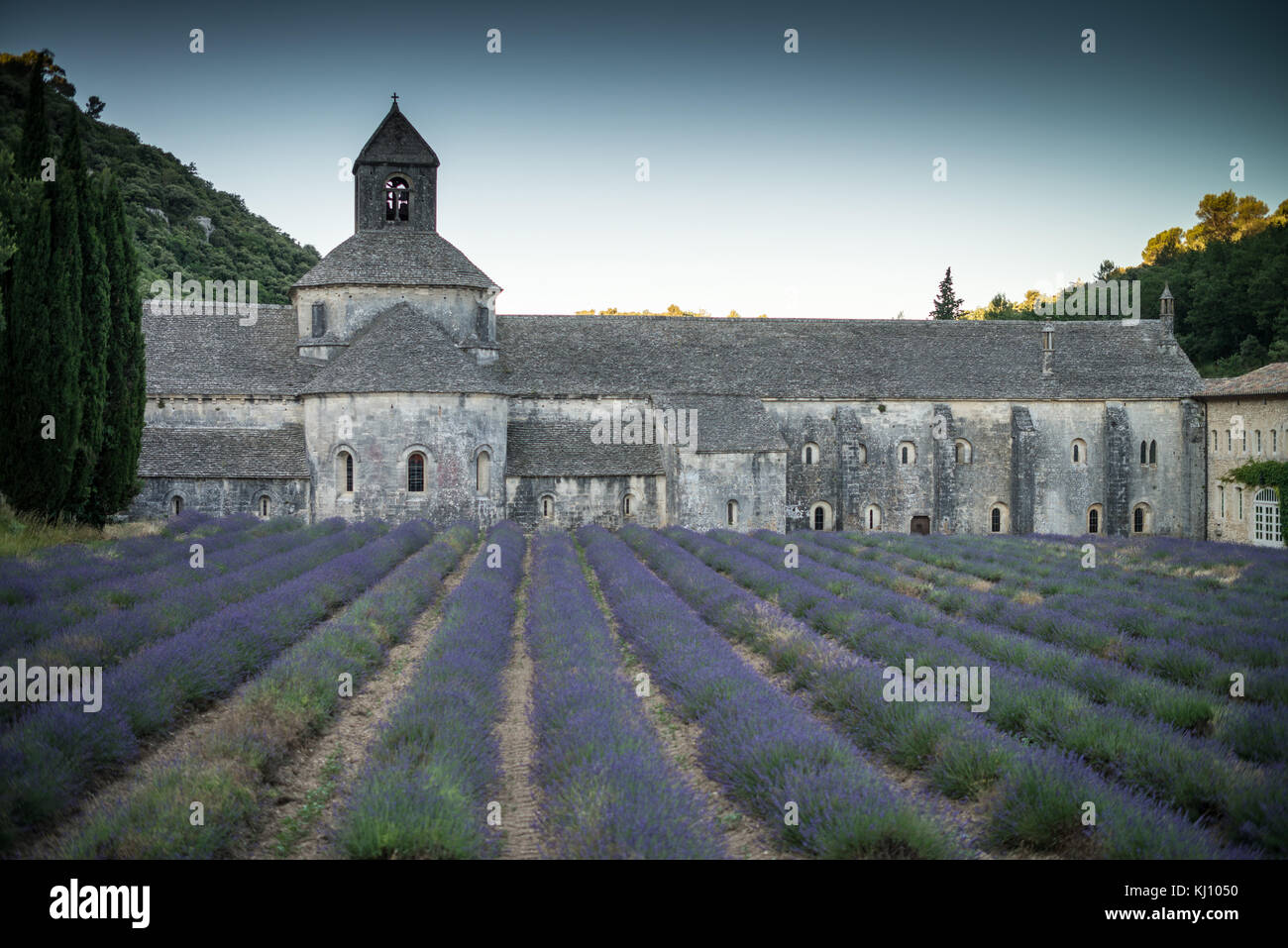 Abbey de Senanque viewed over lavander field, Provence, France, Europe ...