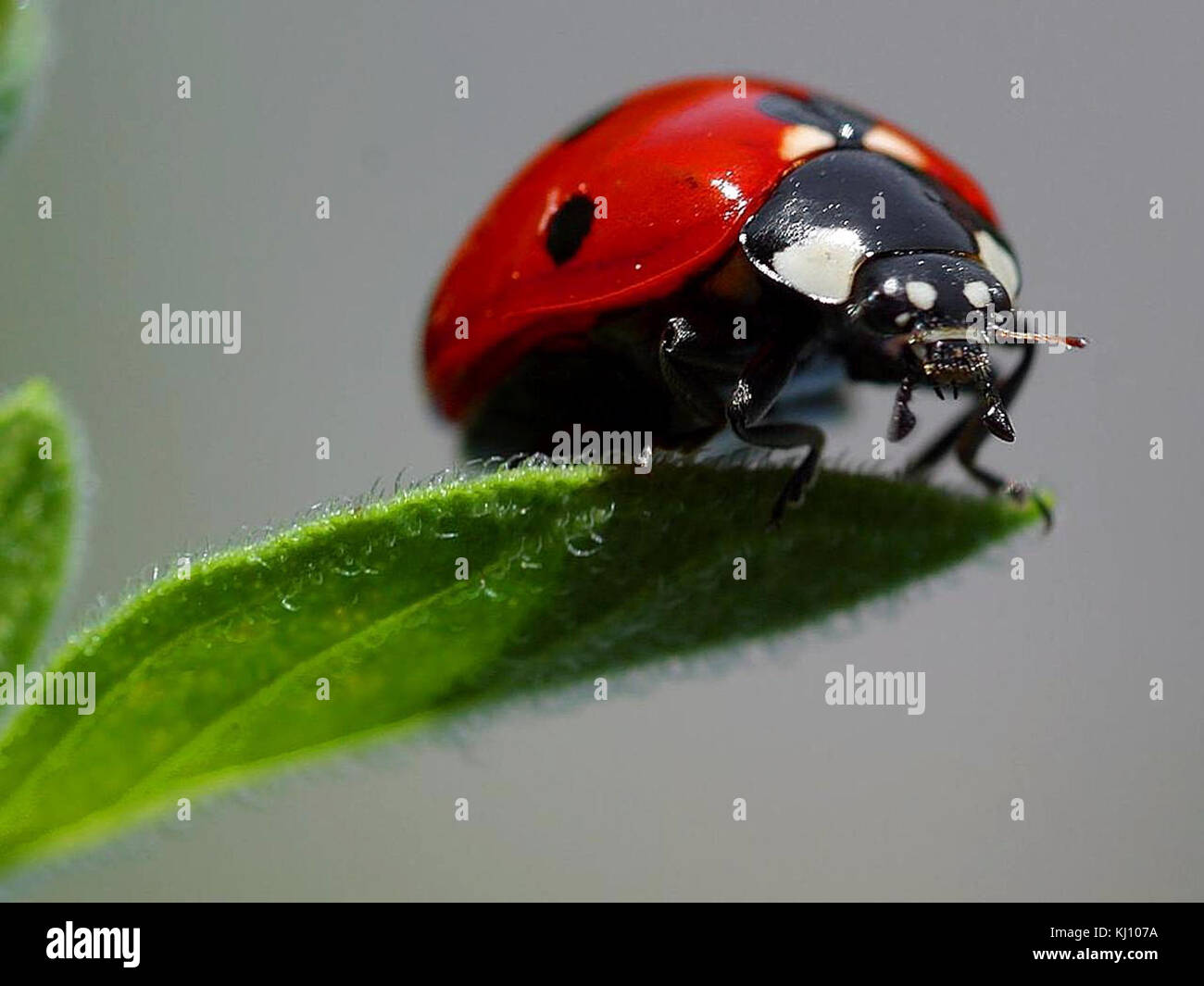 Ladybugs macro insects Stock Photo - Alamy