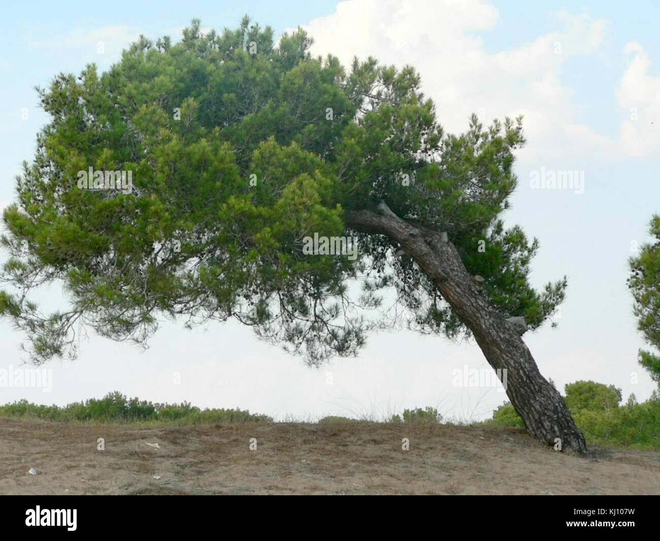 Leaning tree near beach Stock Photo - Alamy