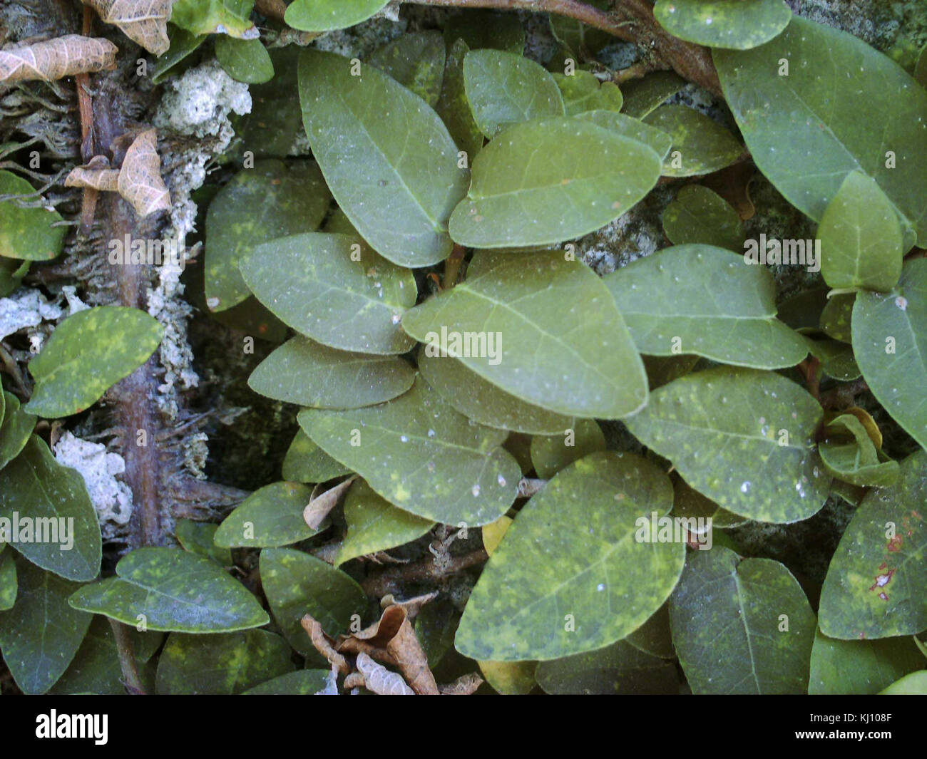 Leaves on ground green Stock Photo - Alamy