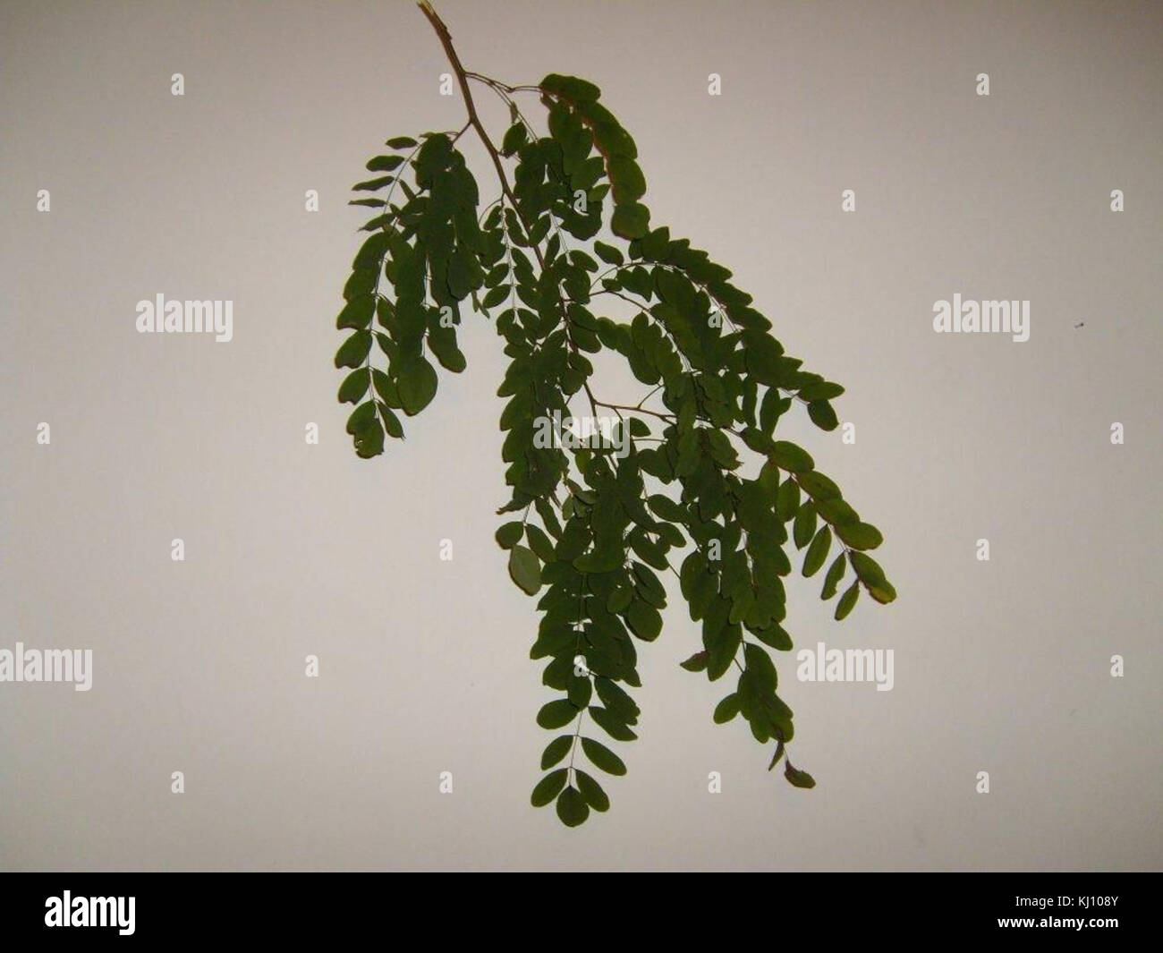 Leaf leaves branch Stock Photo - Alamy