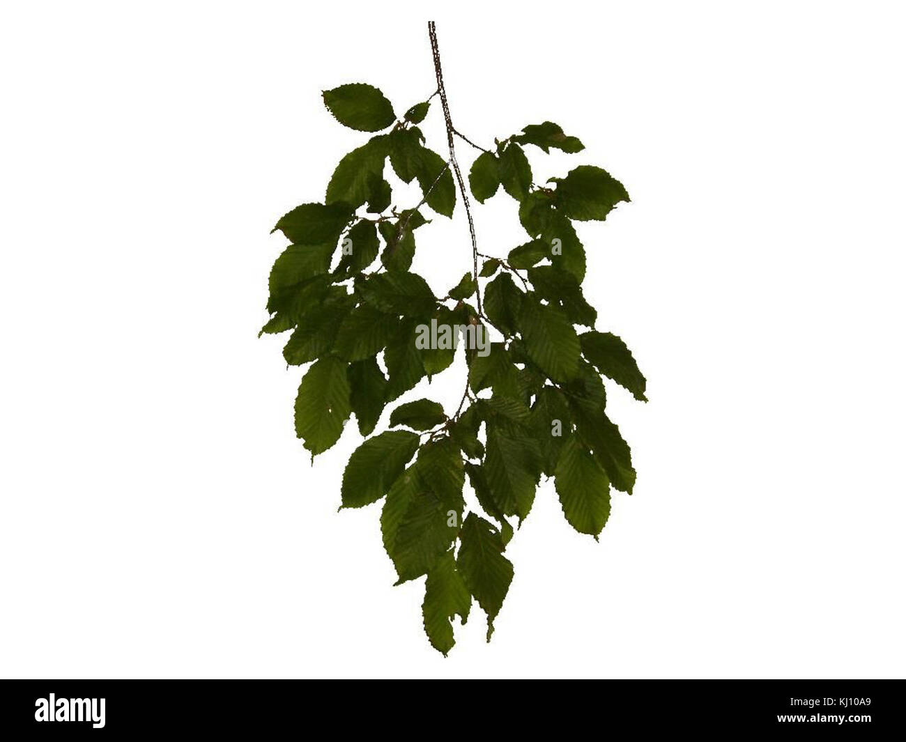 World tree leaves design Cut Out Stock Images & Pictures - Alamy
