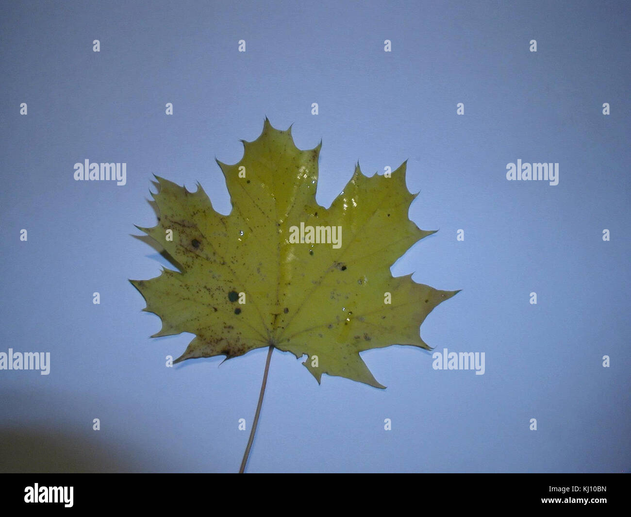 Effects of sunlight on plant growth hi-res stock photography and images ...