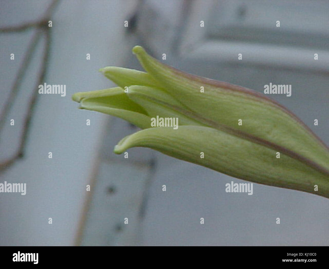 Lilium philippinense, also known as the Philippine lily, is a species ...