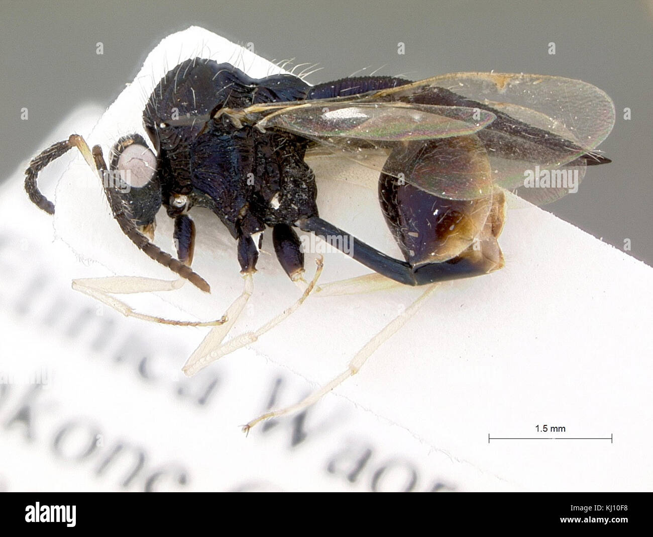 Lirata hi-res stock photography and images - Alamy