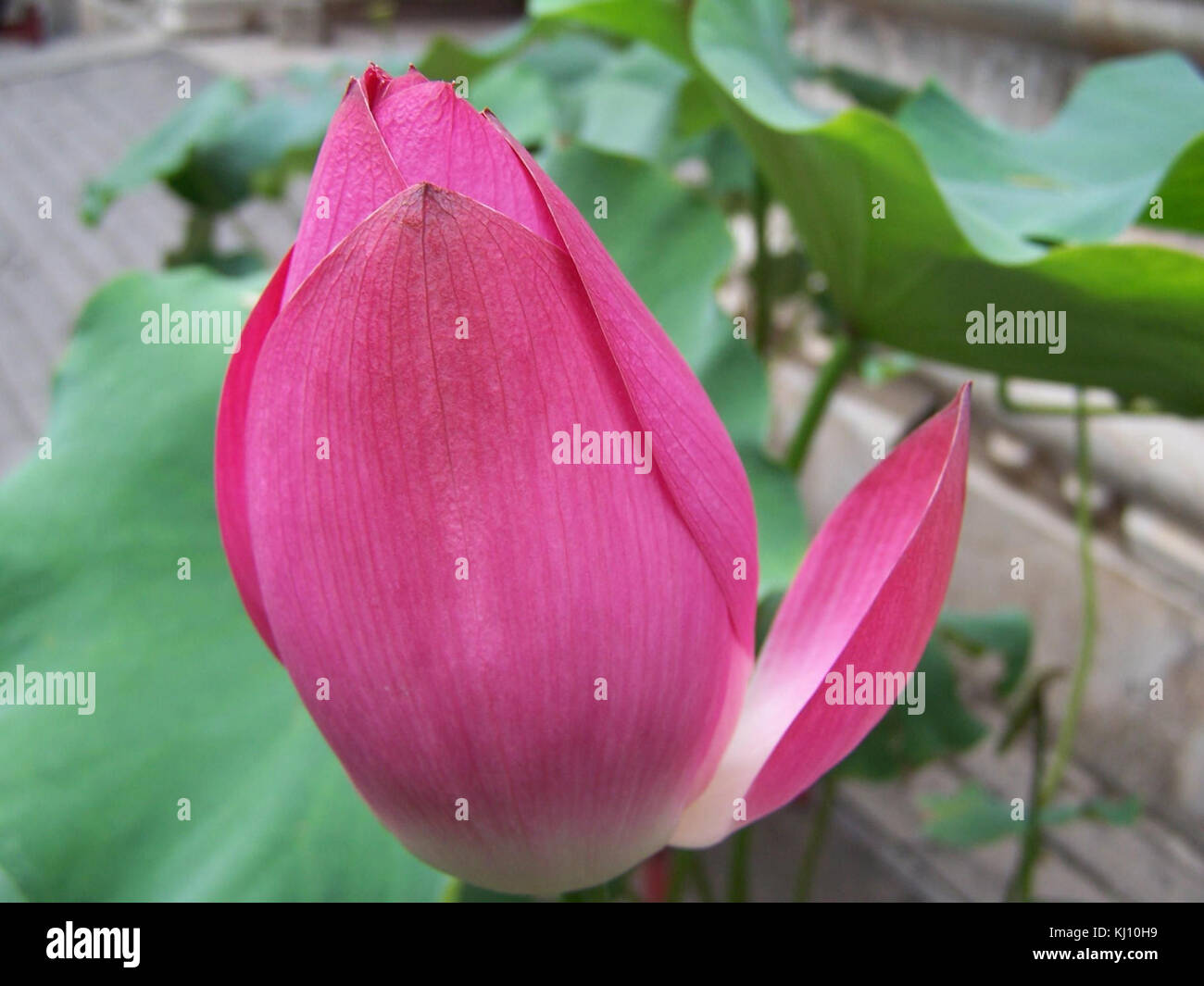 Lotus flower red Stock Photo - Alamy