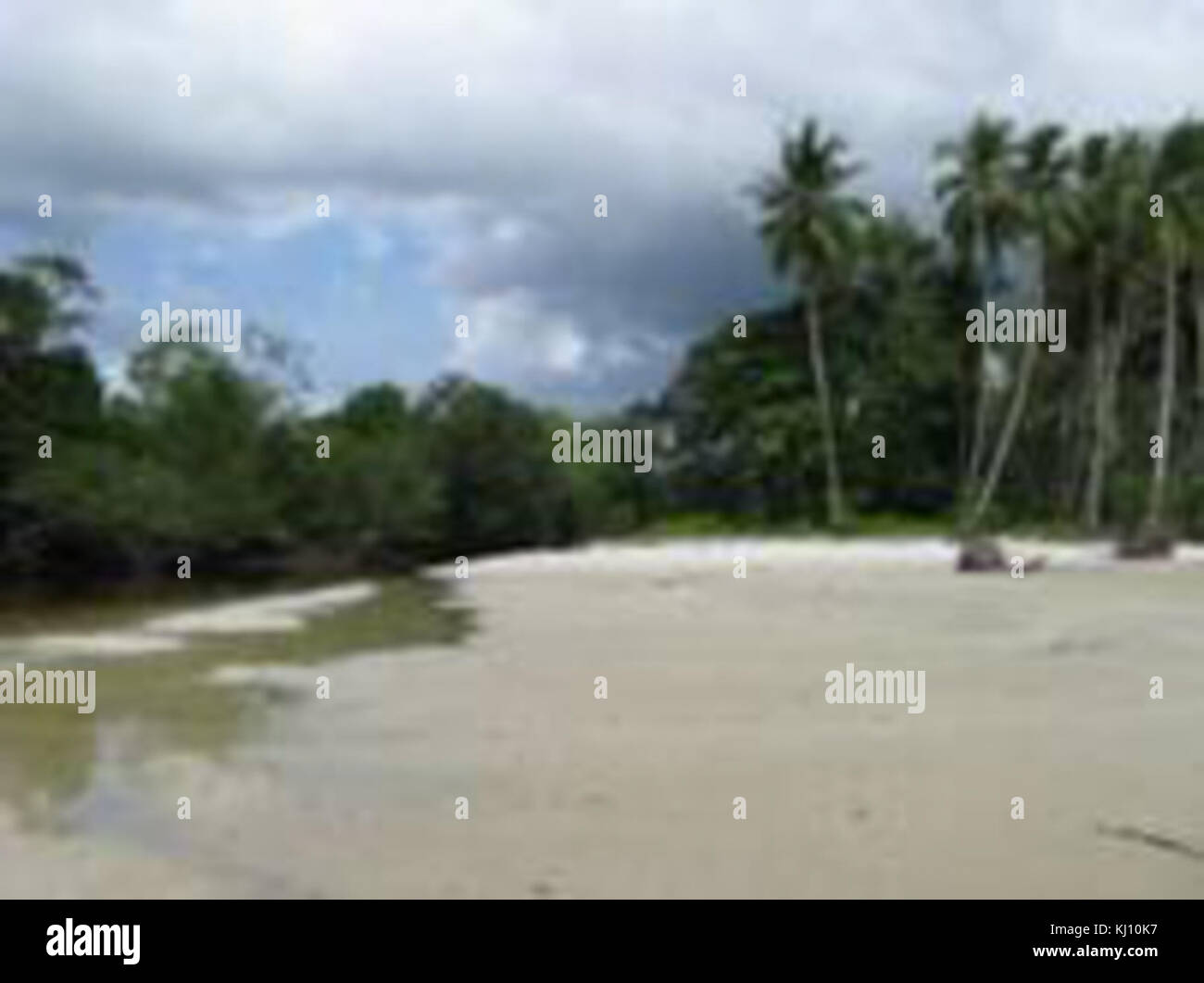 Mangrove at Sungai Sumpat Stock Photo - Alamy