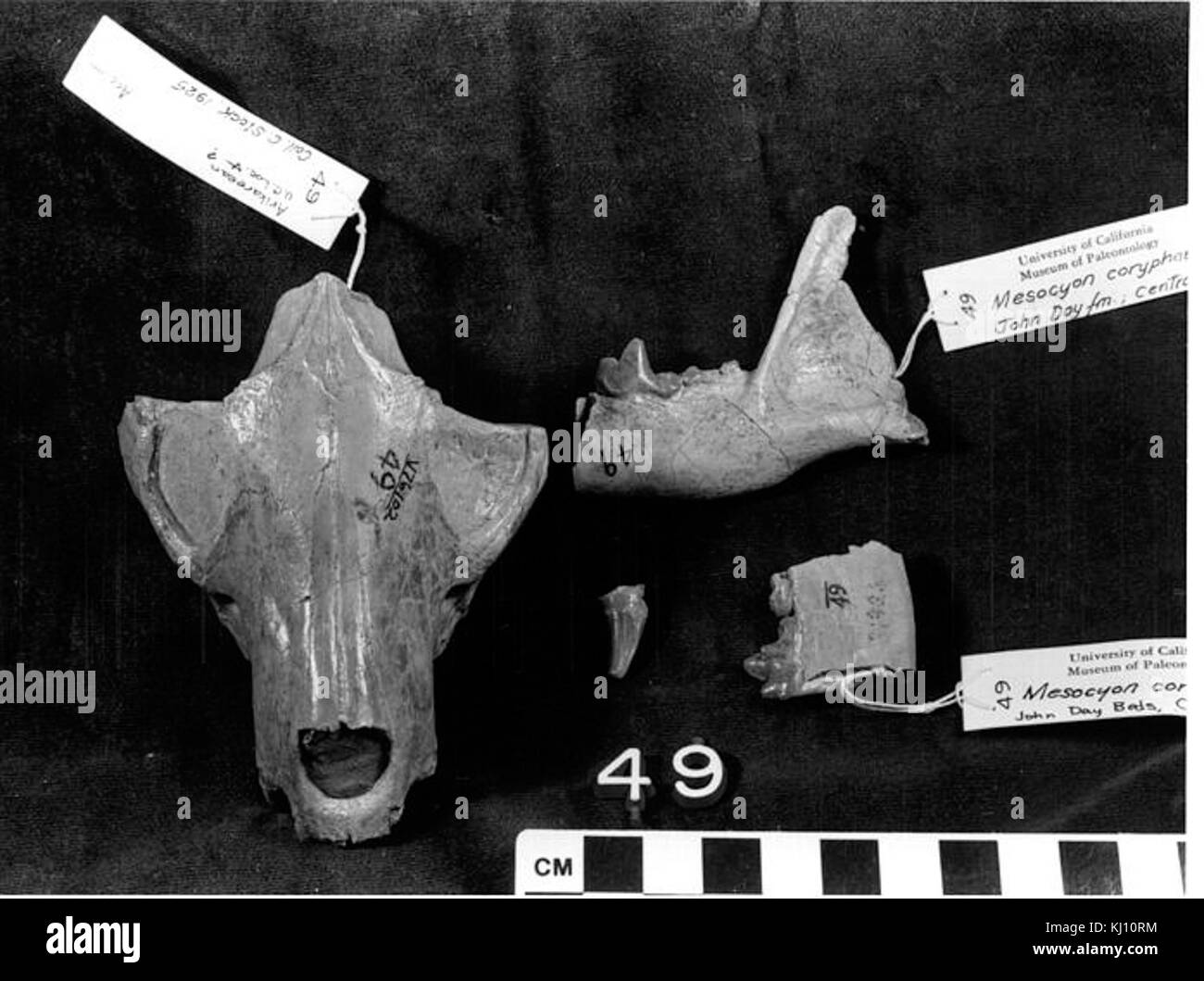 Prehistoric canids hi-res stock photography and images - Alamy