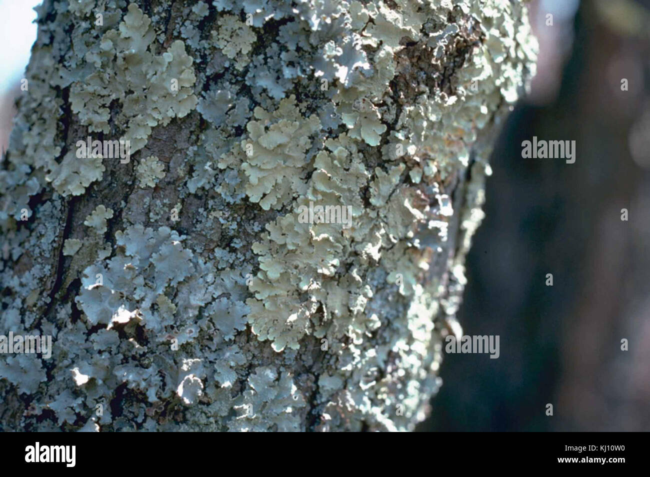 Lichens on tree bark lichens on cortex Stock Photo - Alamy