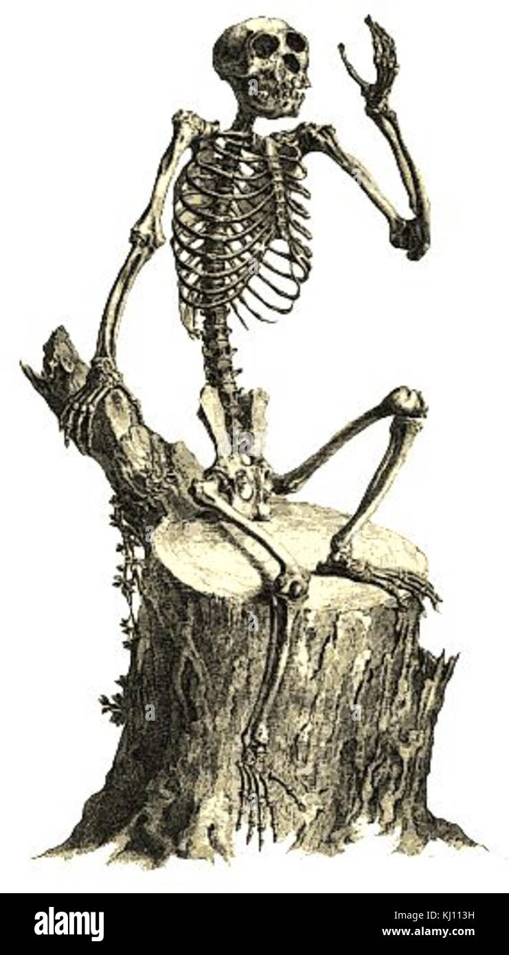 Monkey skeleton hi-res stock photography and images - Alamy