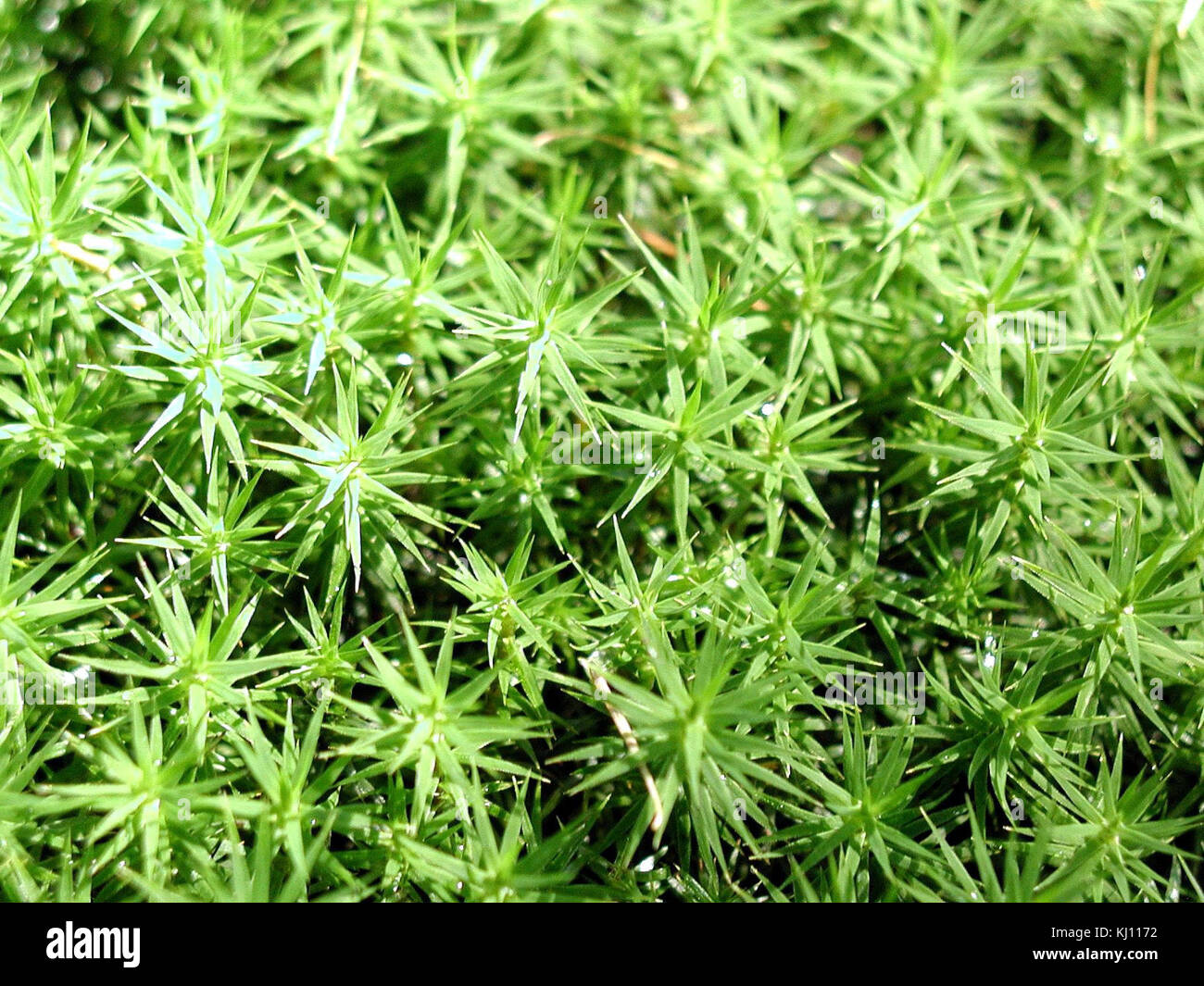Moss hd image Stock Photo - Alamy