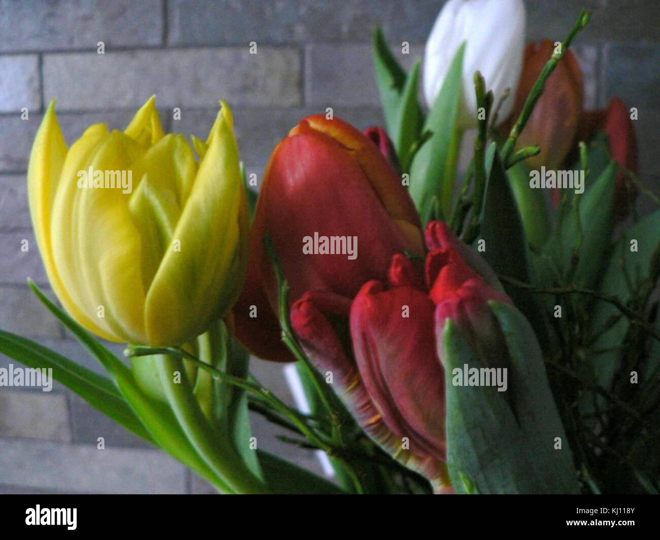 Multi colored tulips flowers spring Stock Photo - Alamy