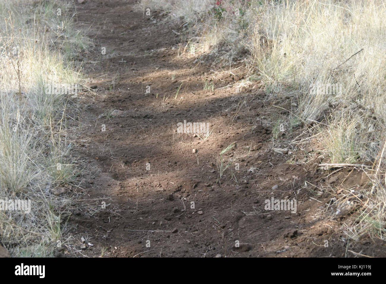 Line path in marsh Stock Photo - Alamy