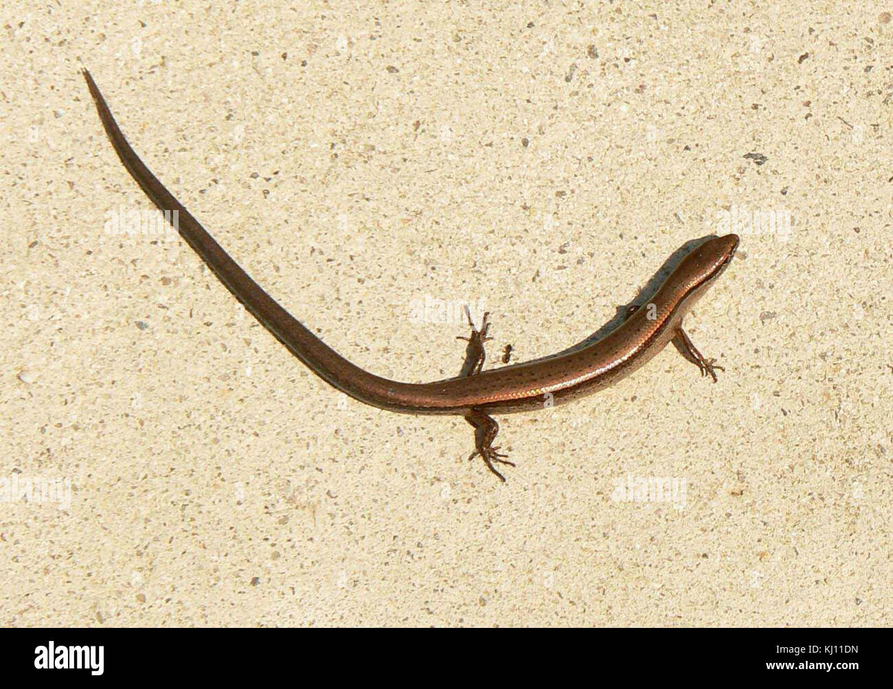 The Little Brown Skink, scientifically known as Scincella lateralis, is ...