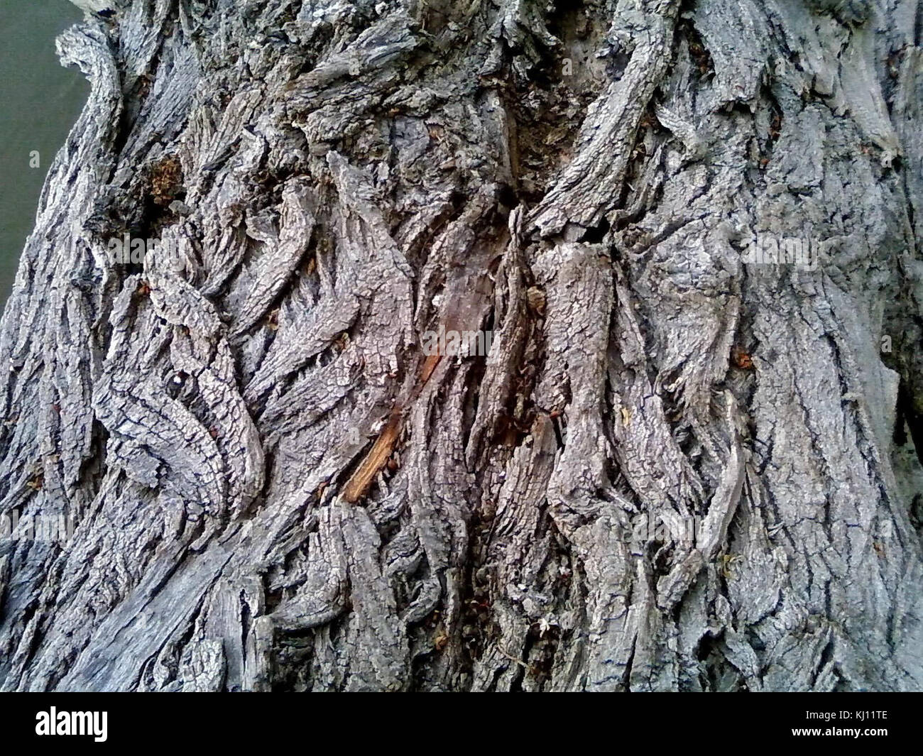 Old tree closeup Stock Photo - Alamy