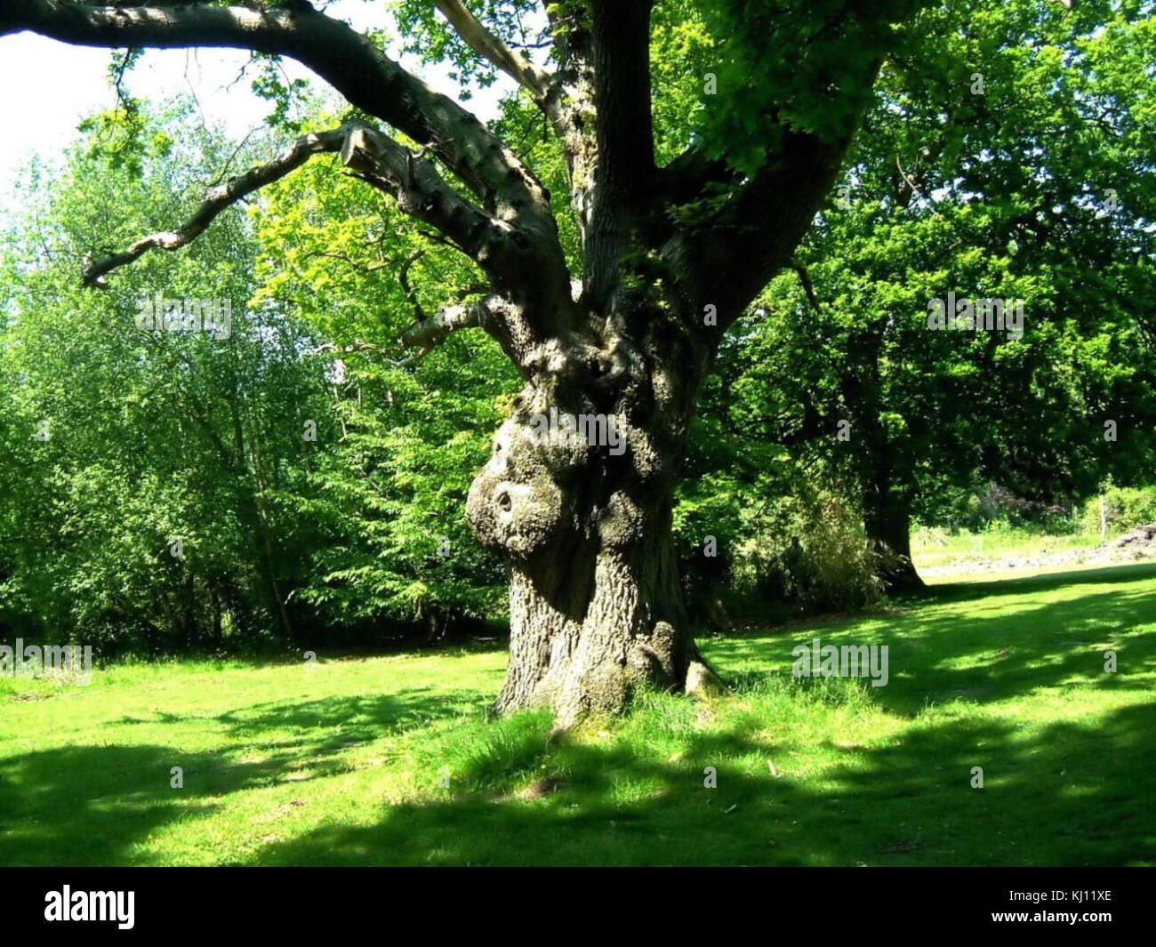 Oak tree quercus robur Stock Photo - Alamy