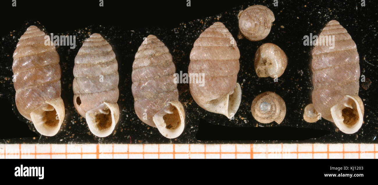 Dolium hi-res stock photography and images - Alamy