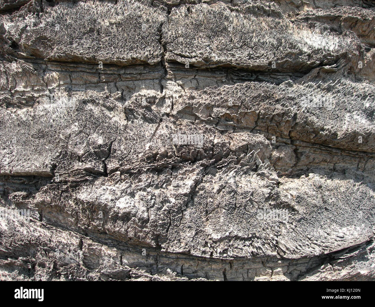 Old grey palm tree trunk closeup pattern Stock Photo - Alamy