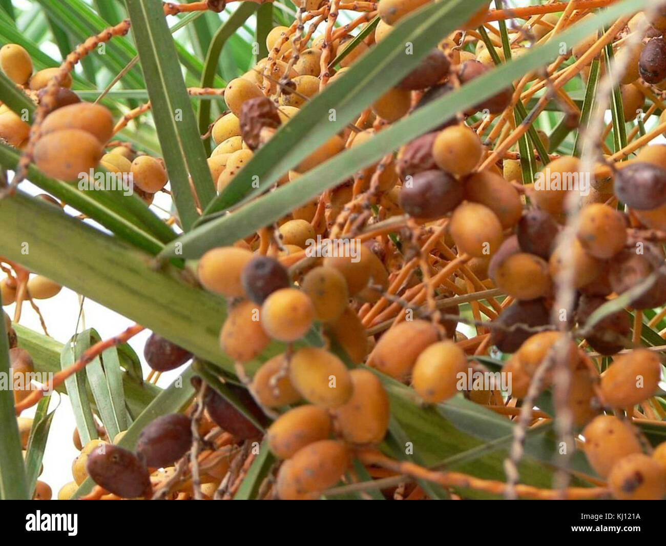 Orange palm tree fruits Stock Photo - Alamy