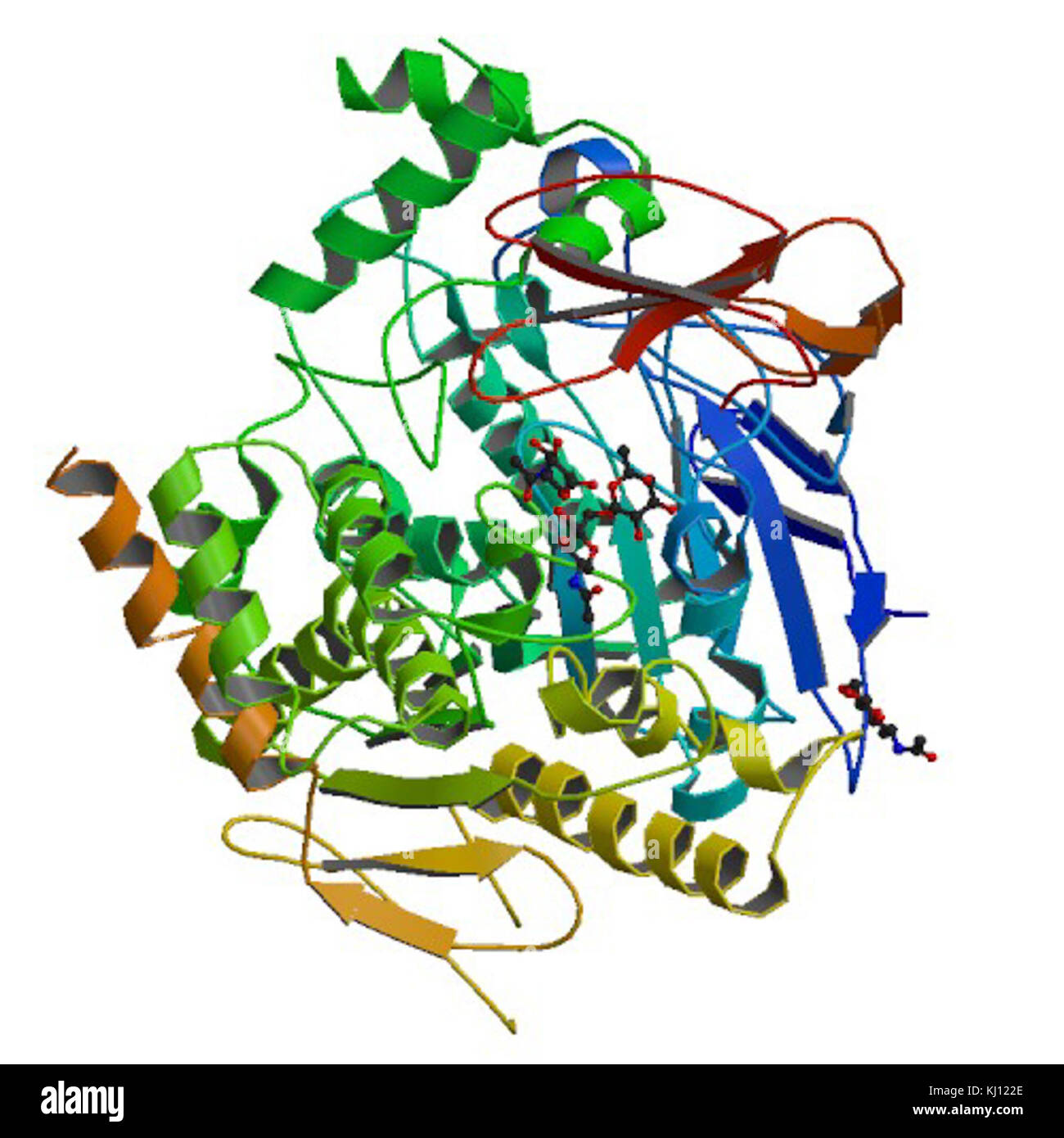 Protein breakdown hi-res stock photography and images - Alamy