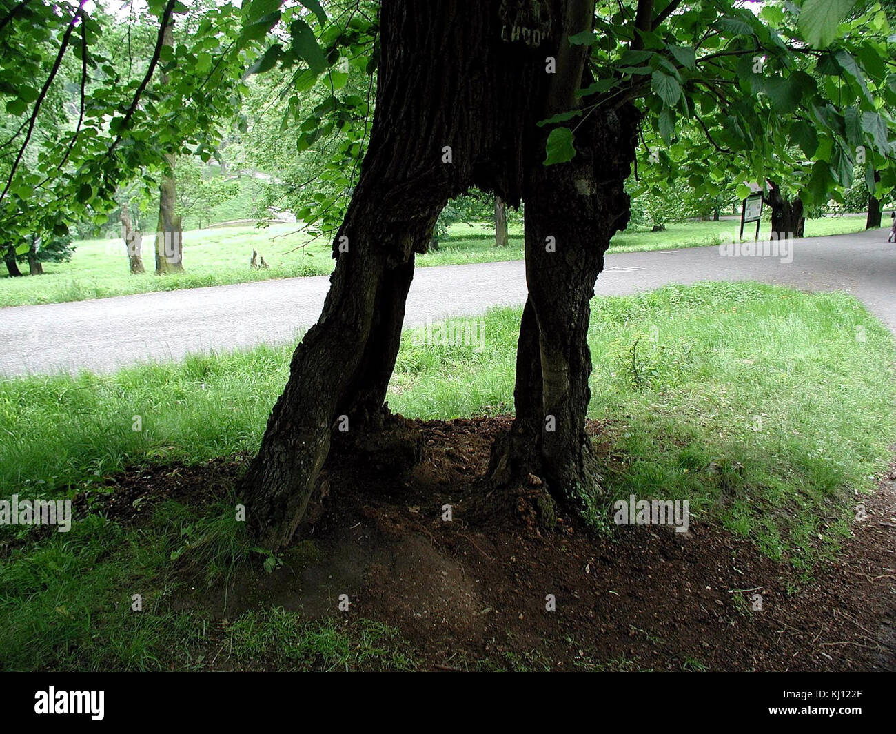 Old tree by roads Stock Photo - Alamy