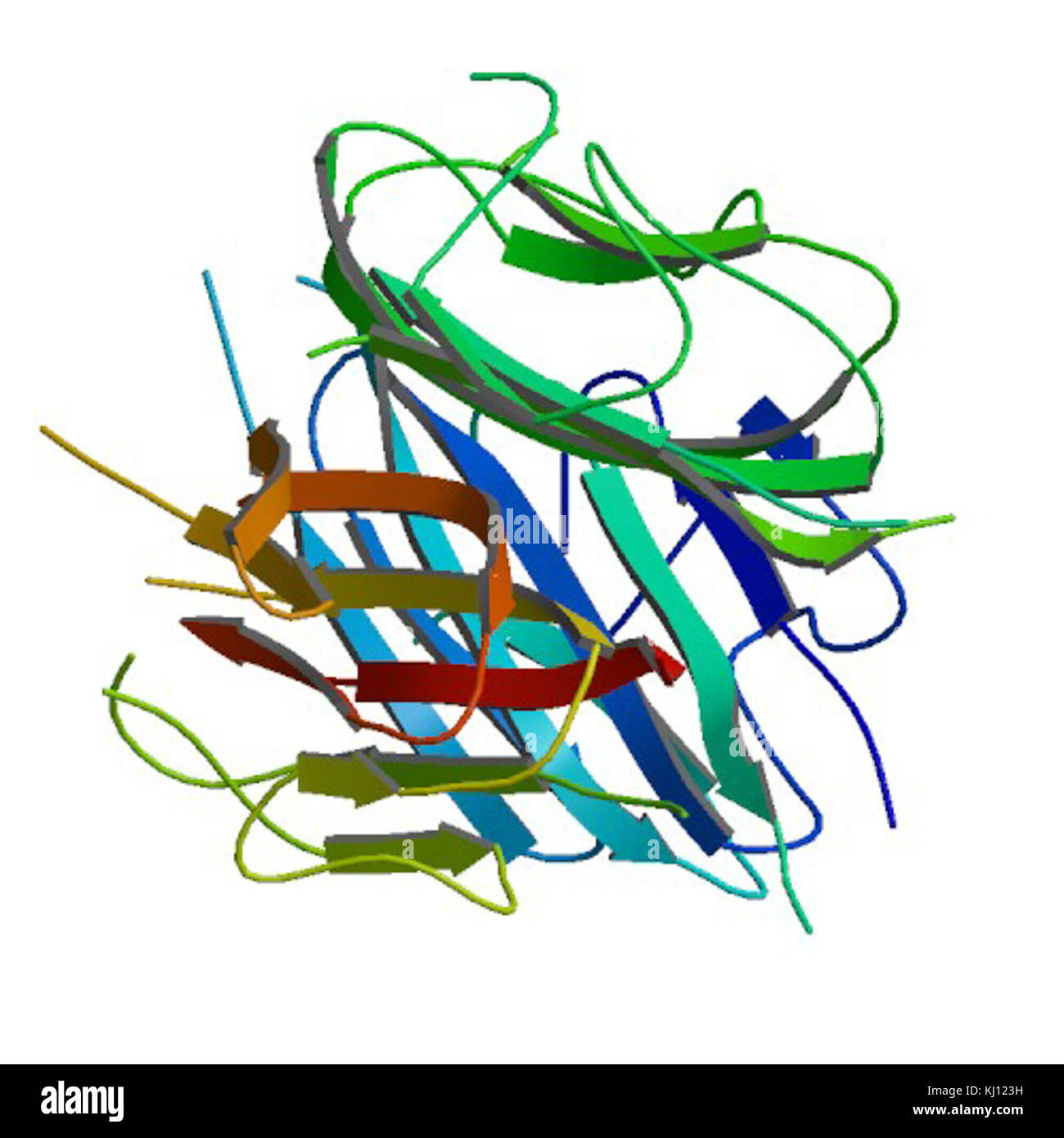 Fatty tissue protein Cut Out Stock Images & Pictures - Alamy