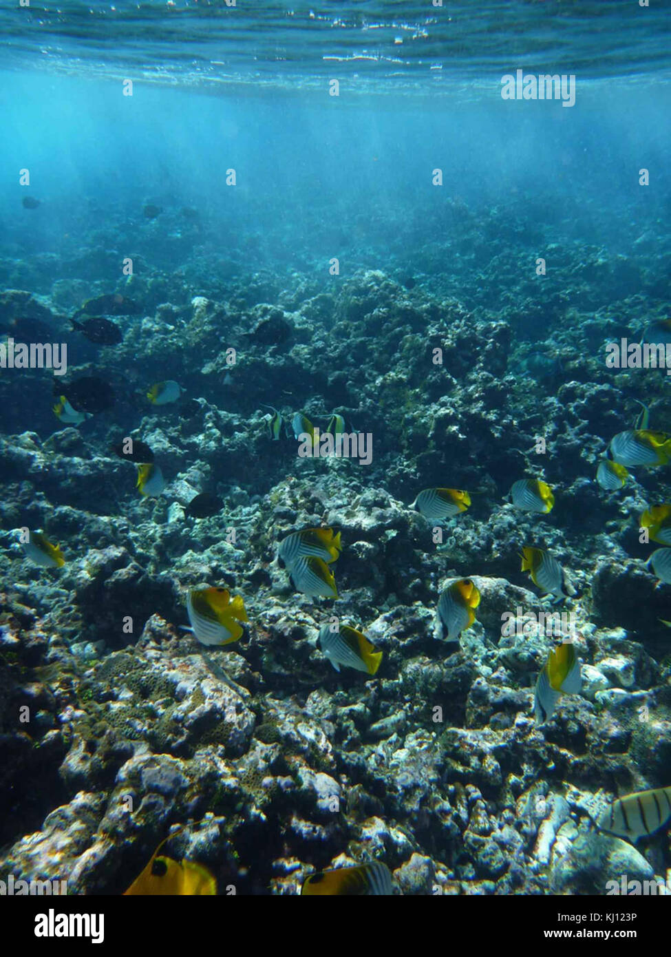 An underwater shot of a reef Stock Photo - Alamy