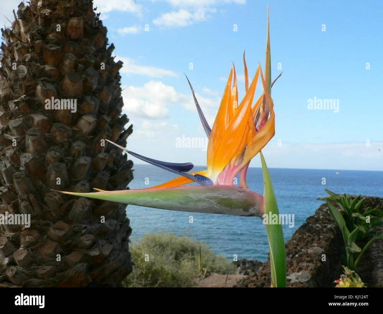 Parrot flower hi-res stock photography and images - Alamy